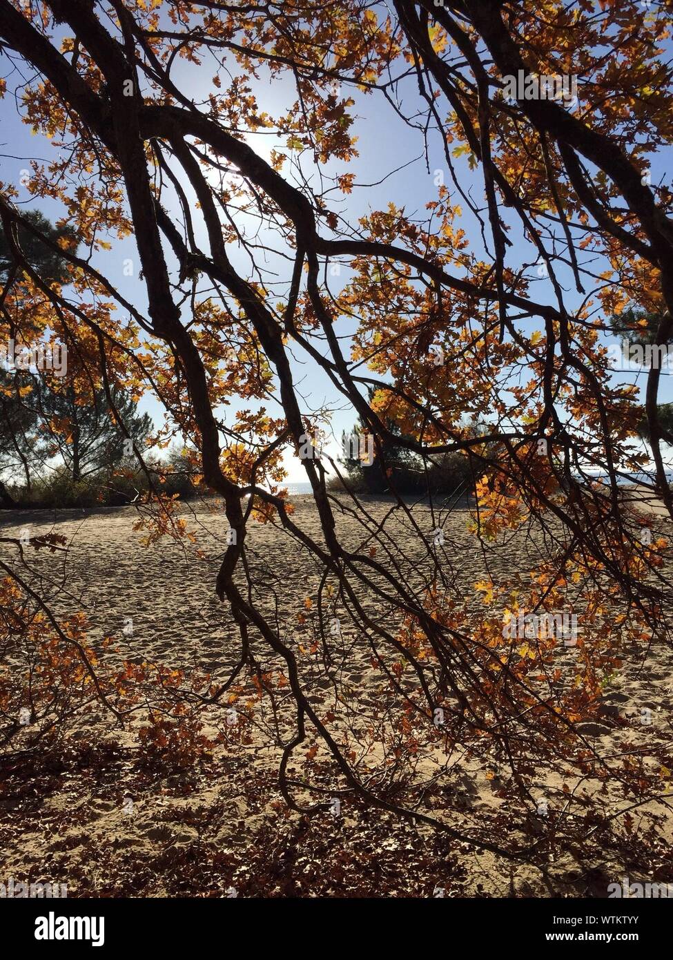 Fall trees on beach hi-res stock photography and images - Alamy