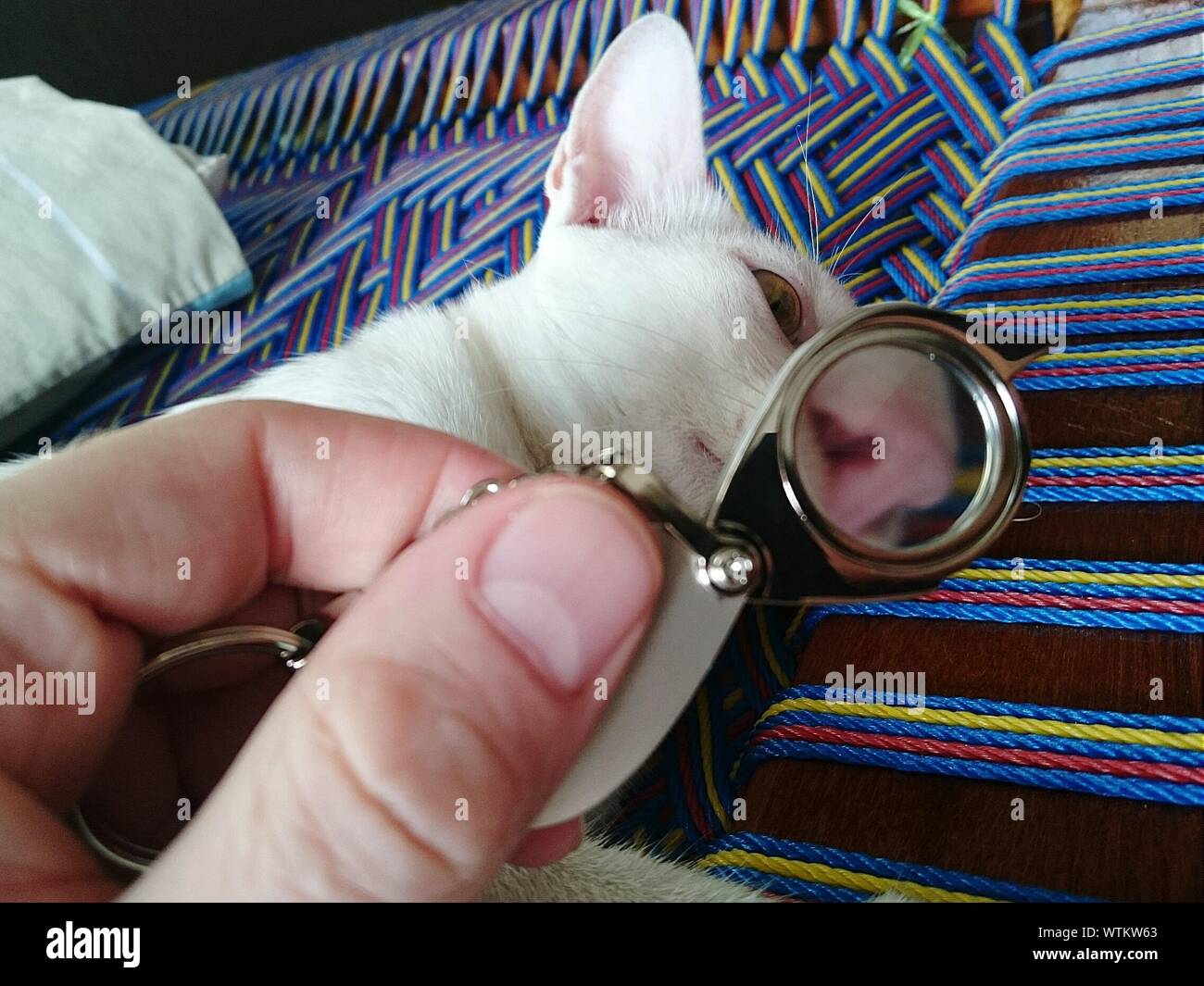 Cat magnifying glass hi-res stock photography and images - Alamy
