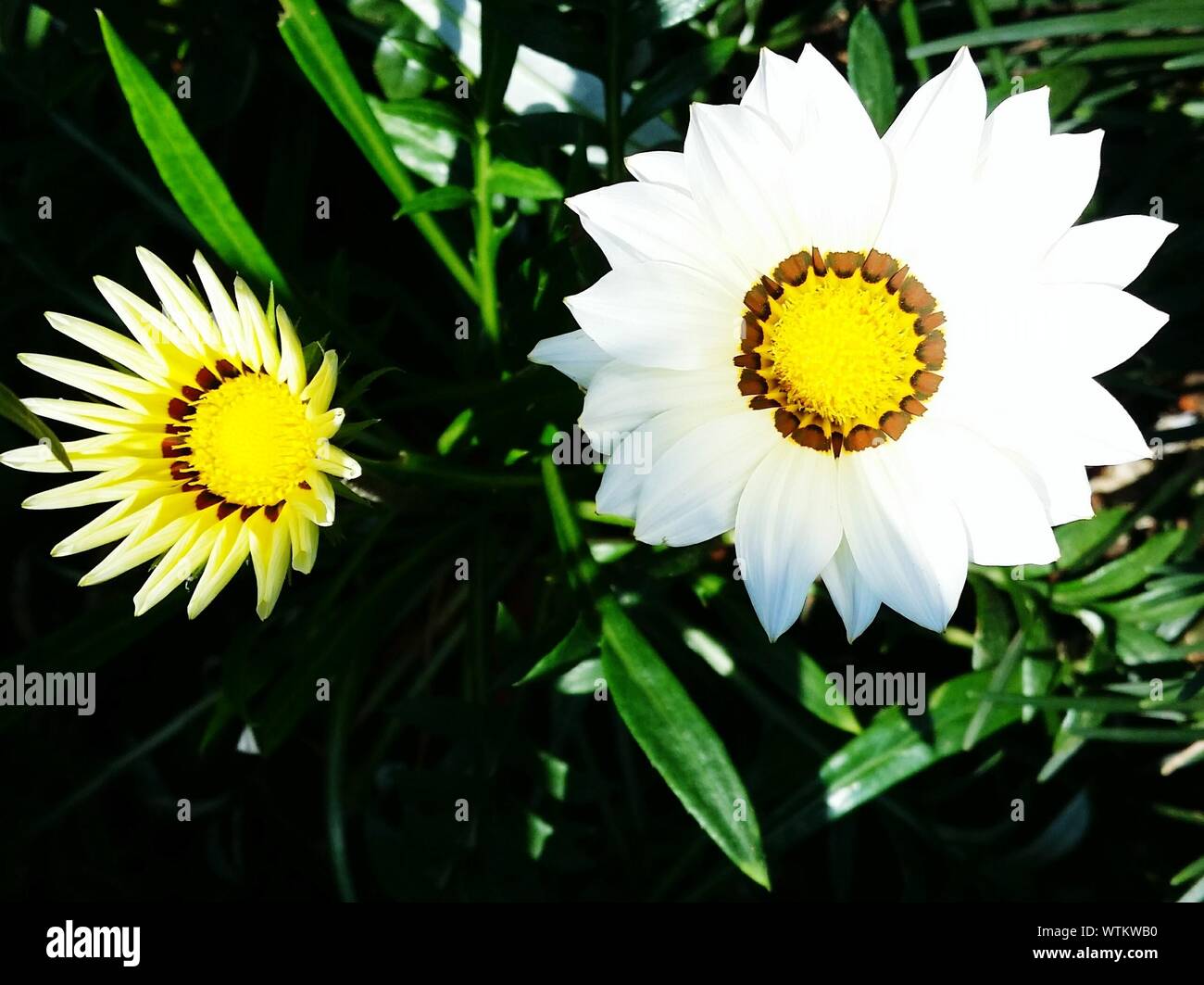 Gazania flowers in bloom hi-res stock photography and images - Alamy