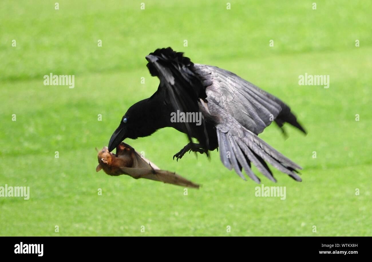 Carrying Bat High Resolution Stock Photography and Images - Alamy