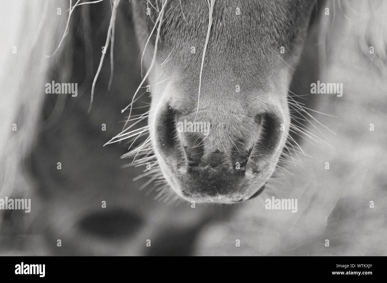 White snout horse hi-res stock photography and images - Alamy