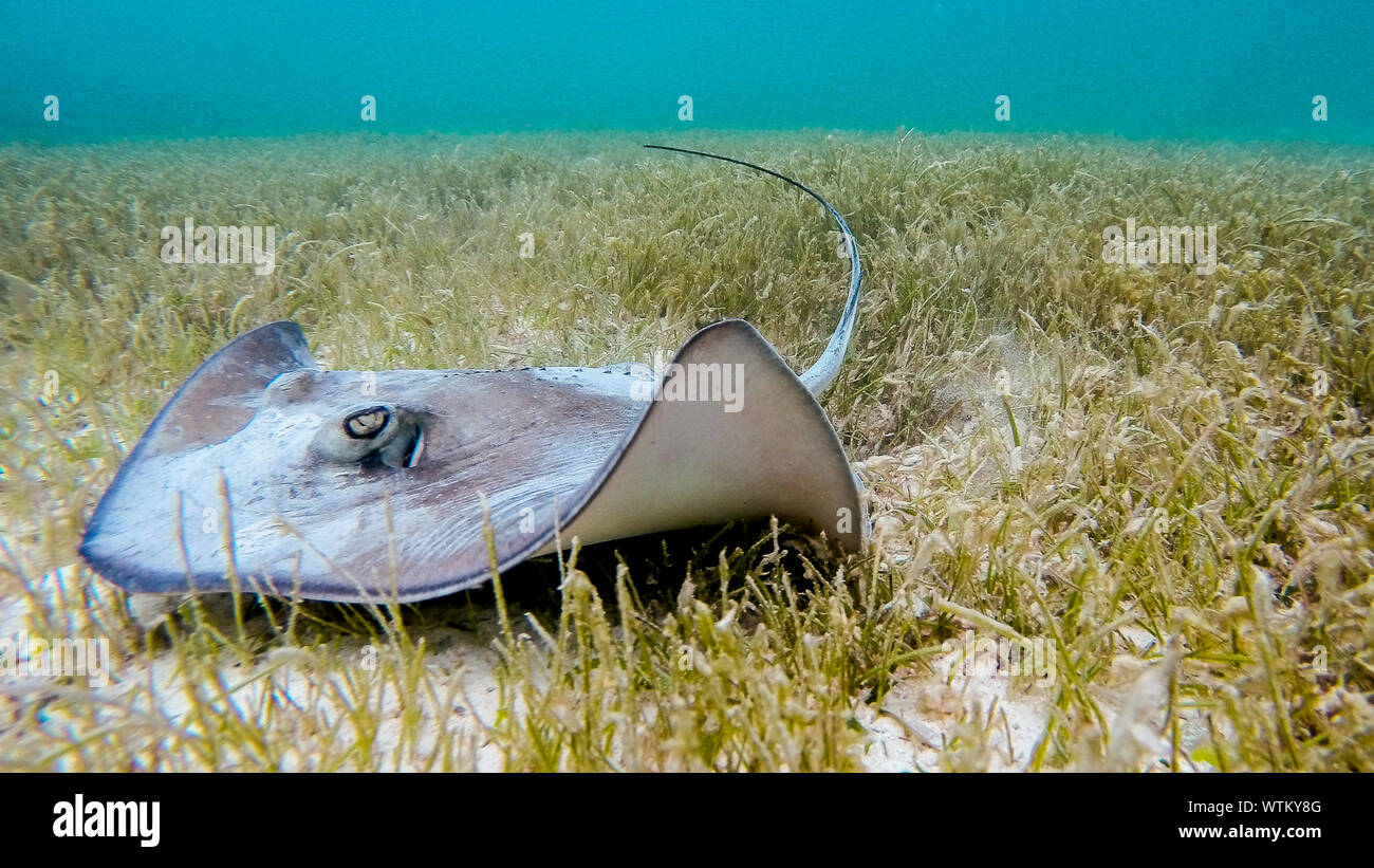 Stingray Ocean High Resolution Stock Photography and Images - Alamy