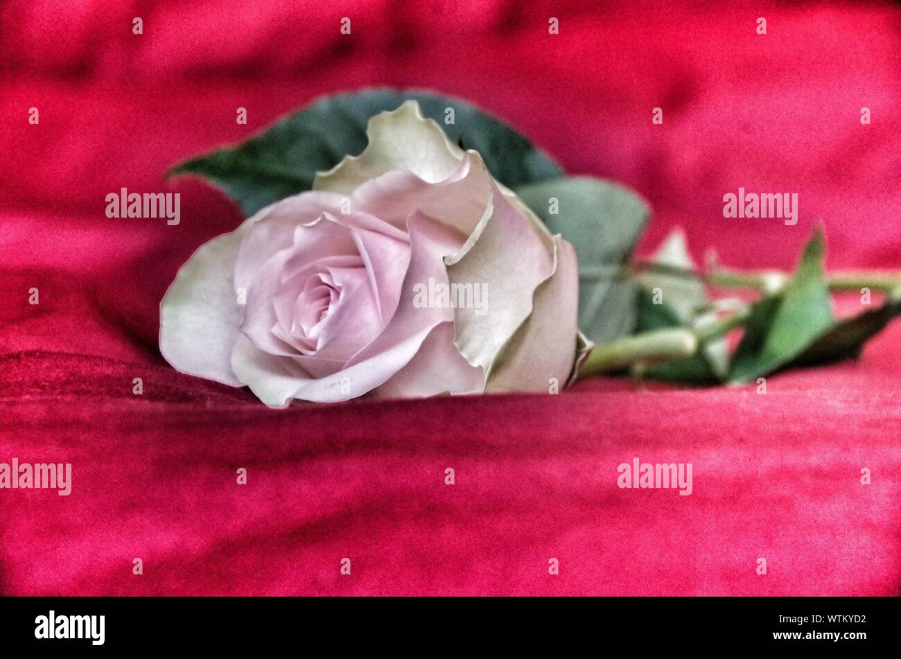 Rose bed hi-res stock photography and images - Alamy