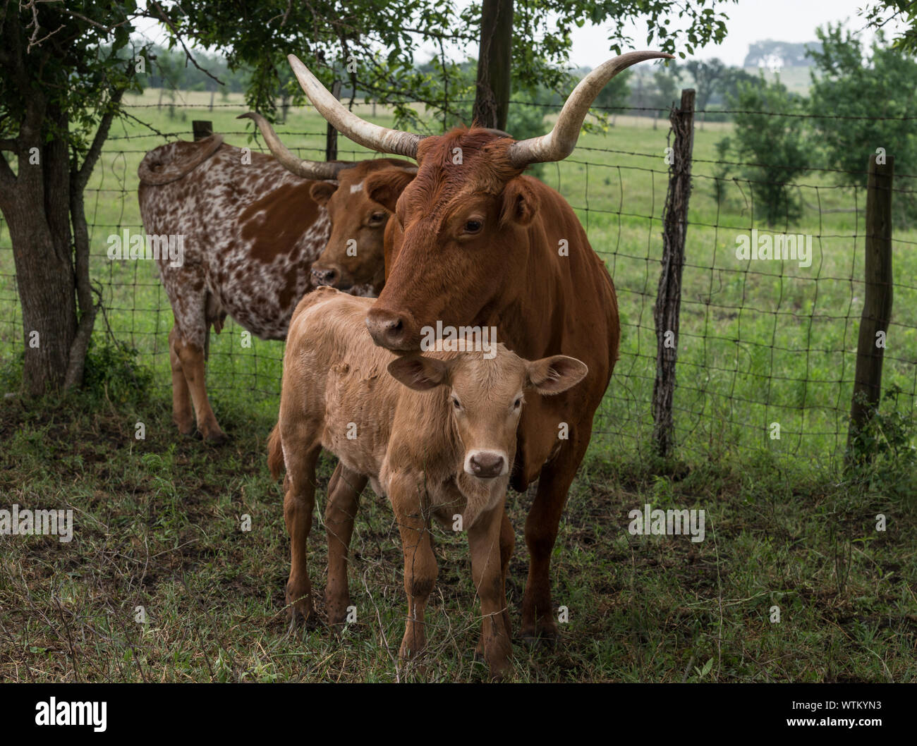 Mother longhorn and her calf at the 1,800-acre Lonesome Pine Ranch, a ...