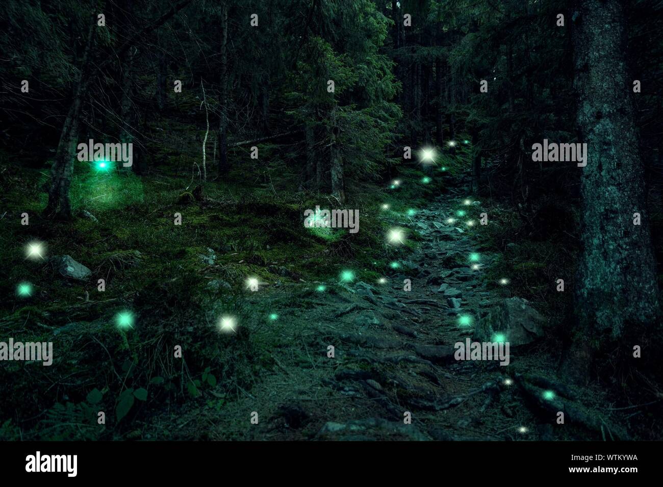 Large fireflies hi-res stock photography and images - Alamy