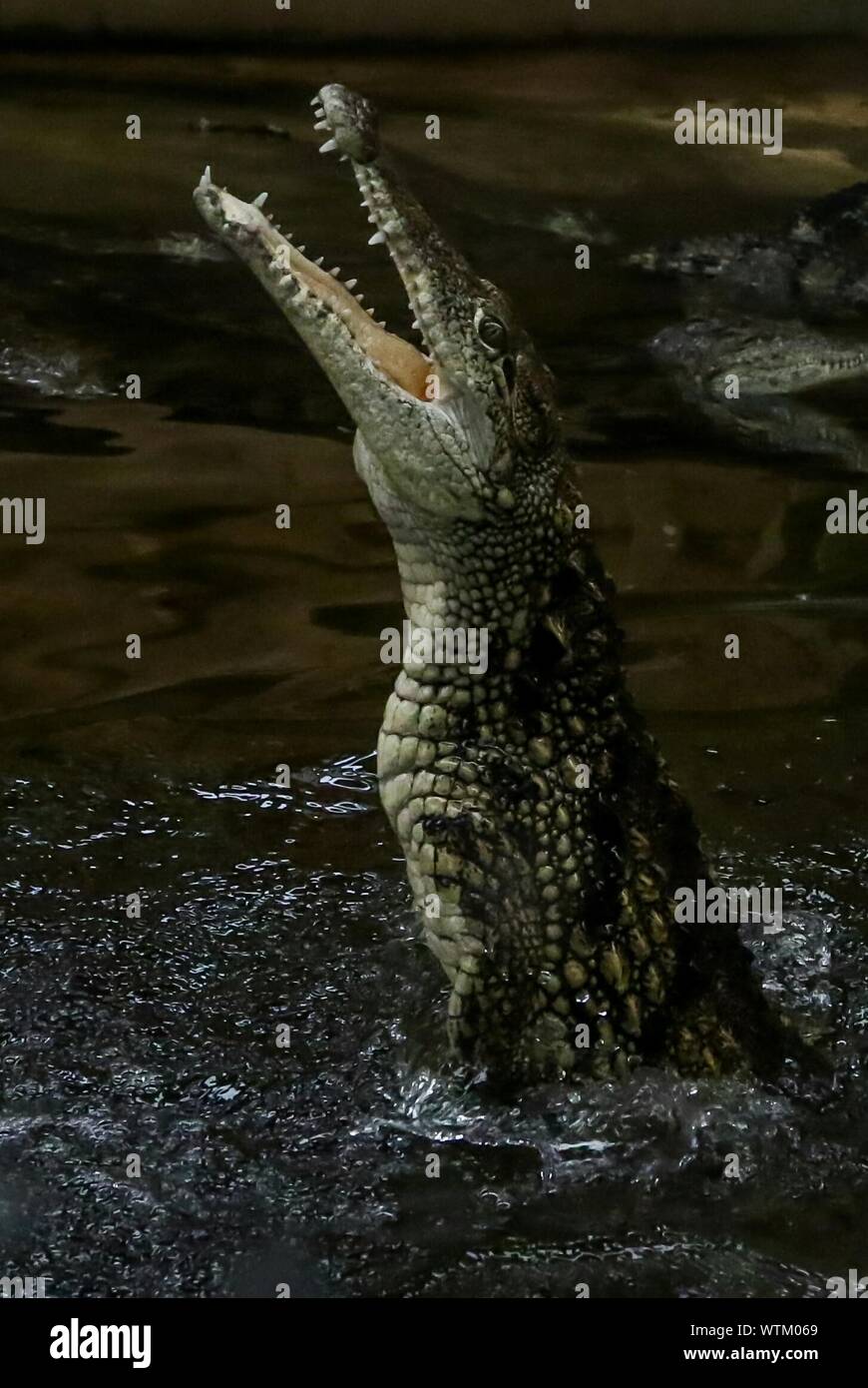 Jumping crocodile hi-res stock photography and images - Alamy