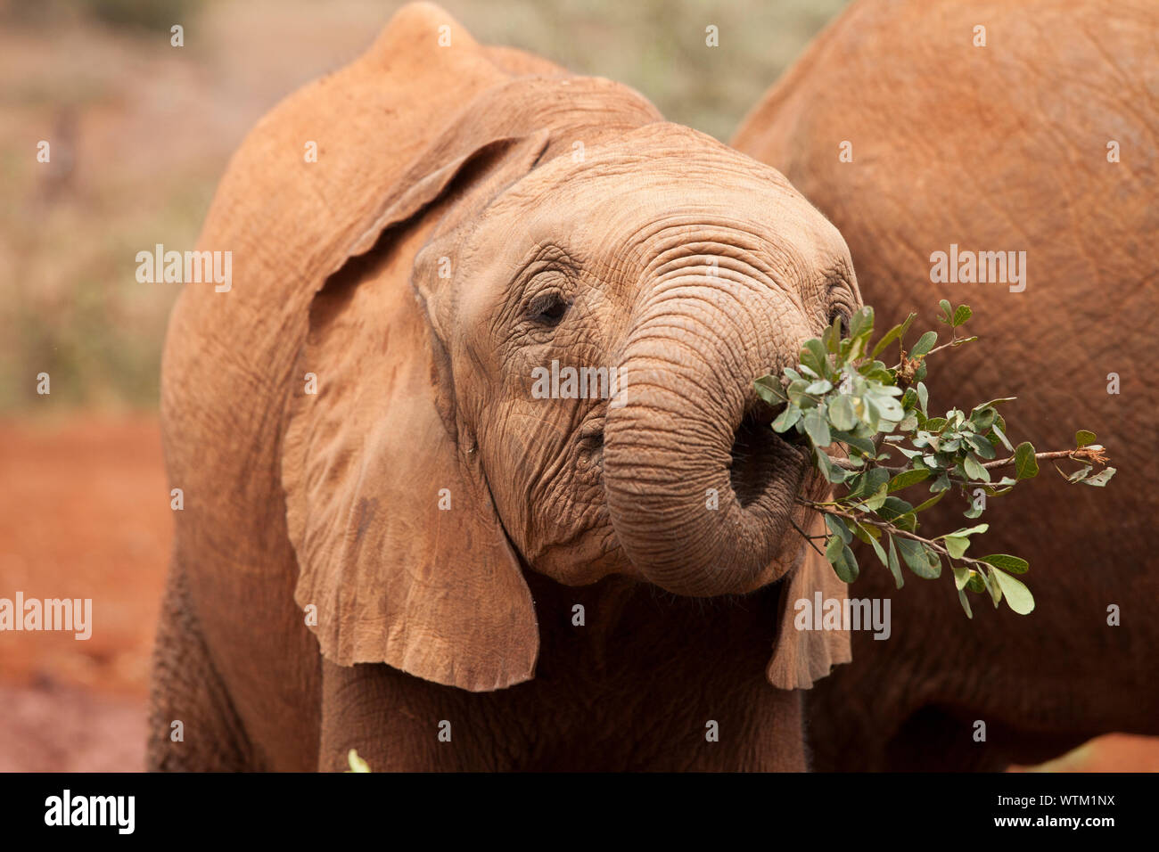 baby african elephant using trunk to eat Stock Photo - Alamy