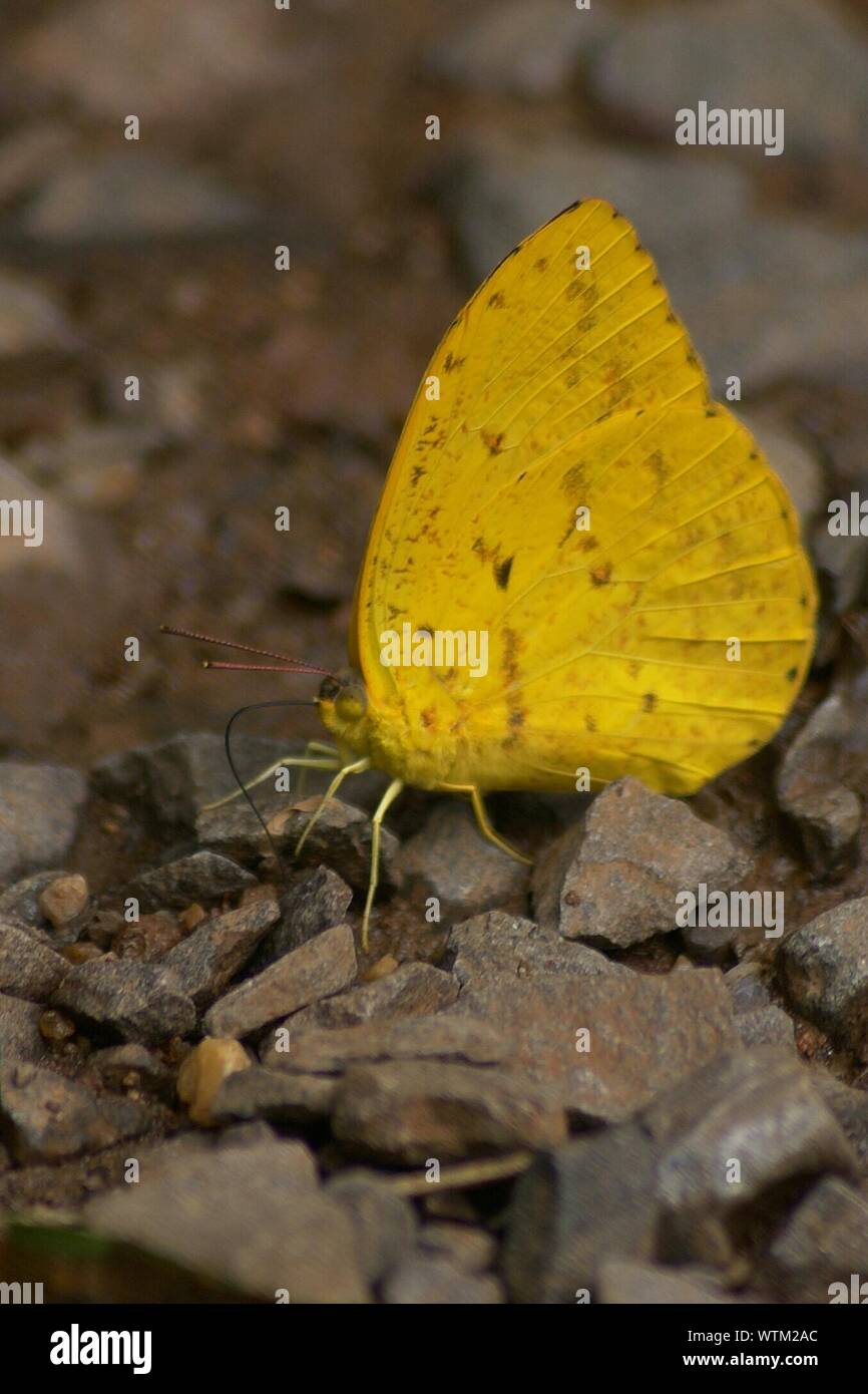 Side profile butterfly hi-res stock photography and images - Alamy