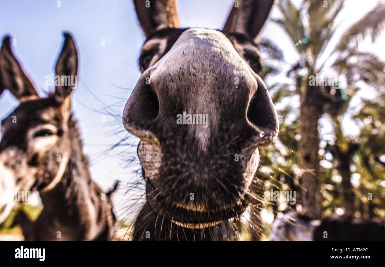 Donkey Nose High Resolution Stock Photography and Images - Alamy
