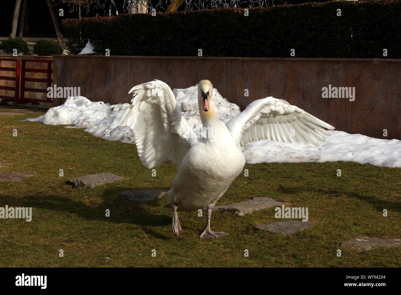Full Length Of Swan With Spread Wings Stock Photo - Alamy