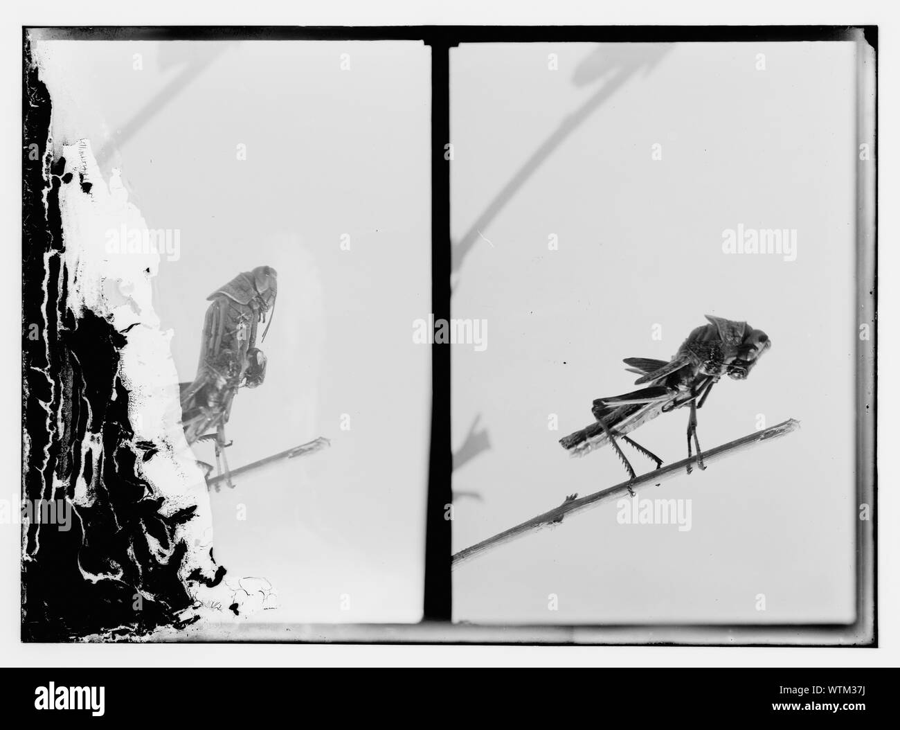 Locust insect hi-res stock photography and images - Alamy