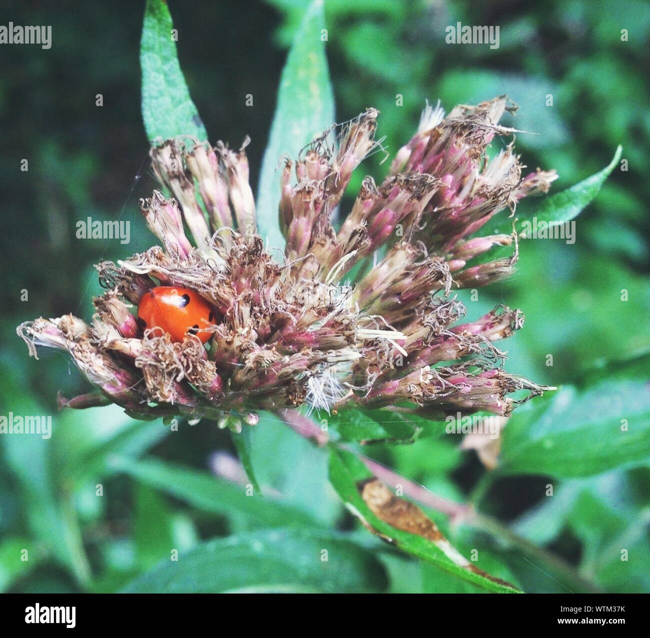 Ladybird on plant hi-res stock photography and images - Alamy