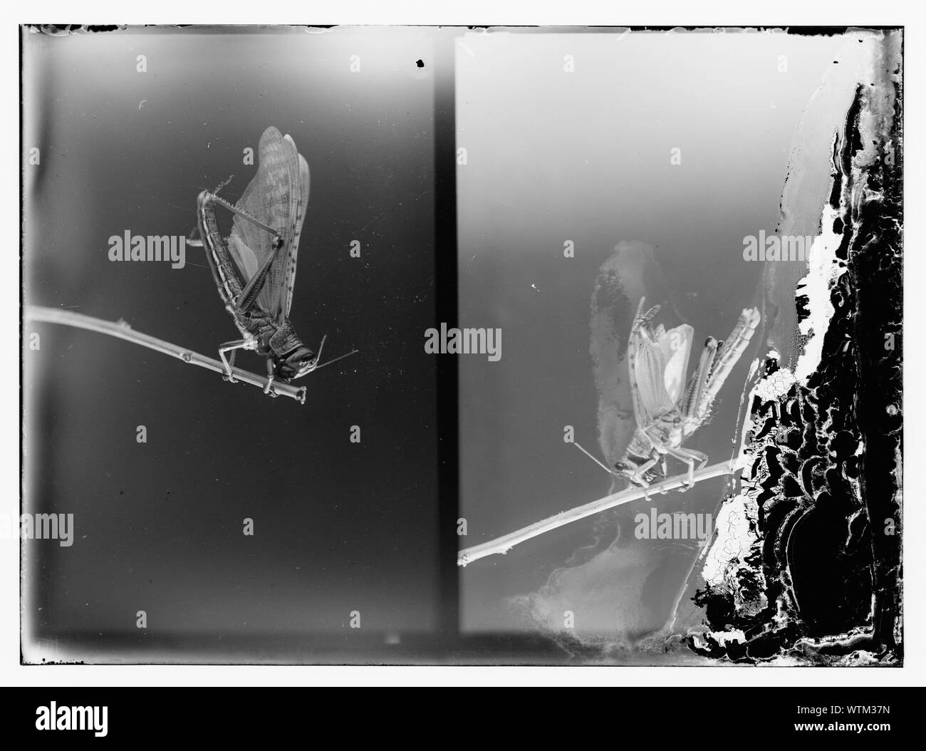 Locust skin hi-res stock photography and images - Alamy