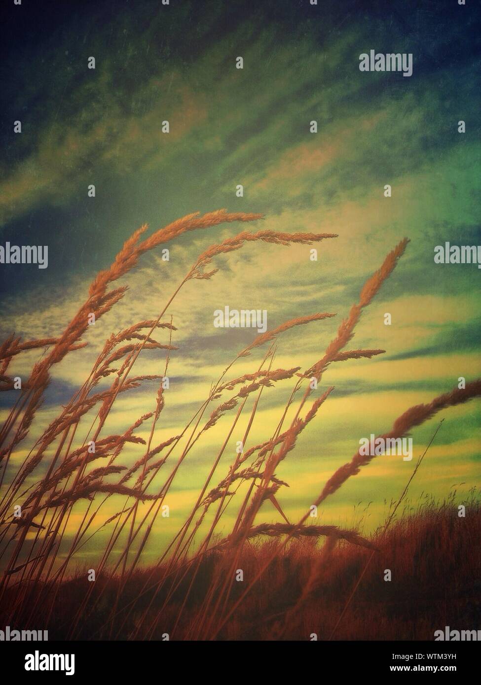 Straw in the wind hi-res stock photography and images - Alamy