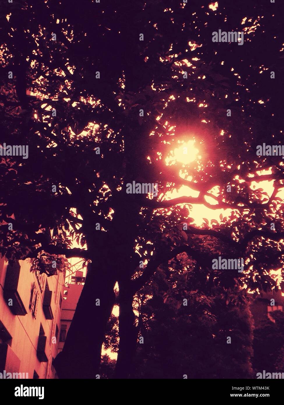 Silhouette of tree canopy hi-res stock photography and images - Alamy