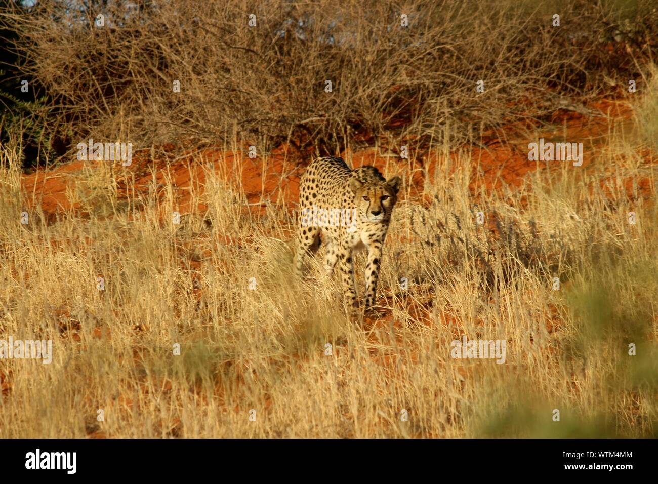 Leopard Standing High Resolution Stock Photography and Images - Alamy