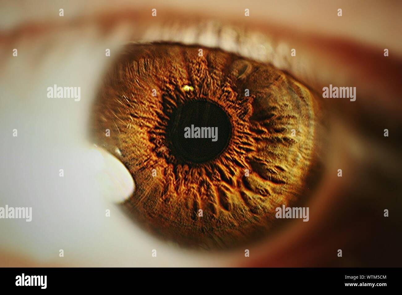 Plastic eye model hi-res stock photography and images - Alamy