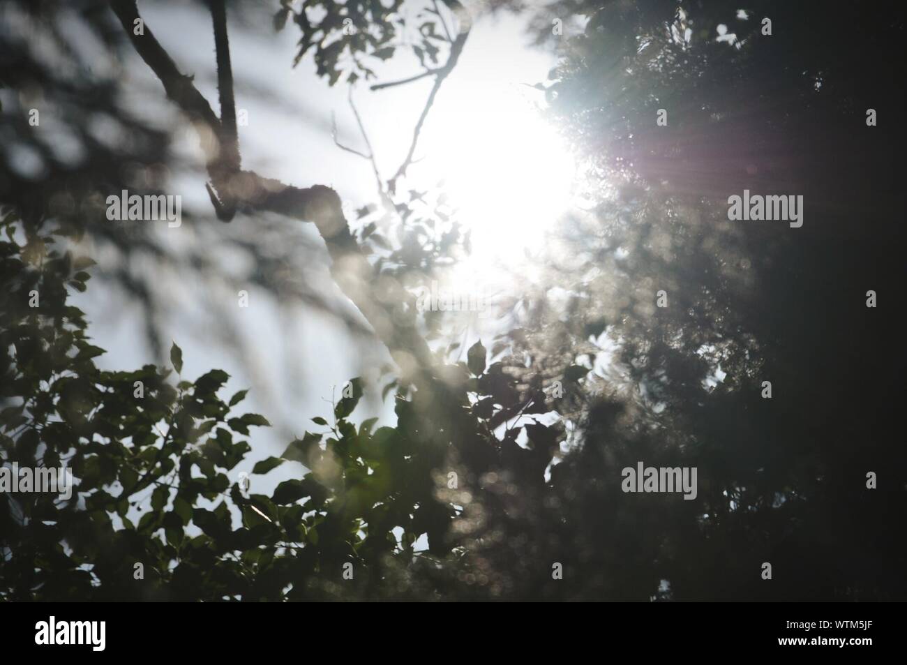 Sunlight Beaming Through Trees High Resolution Stock Photography and ...