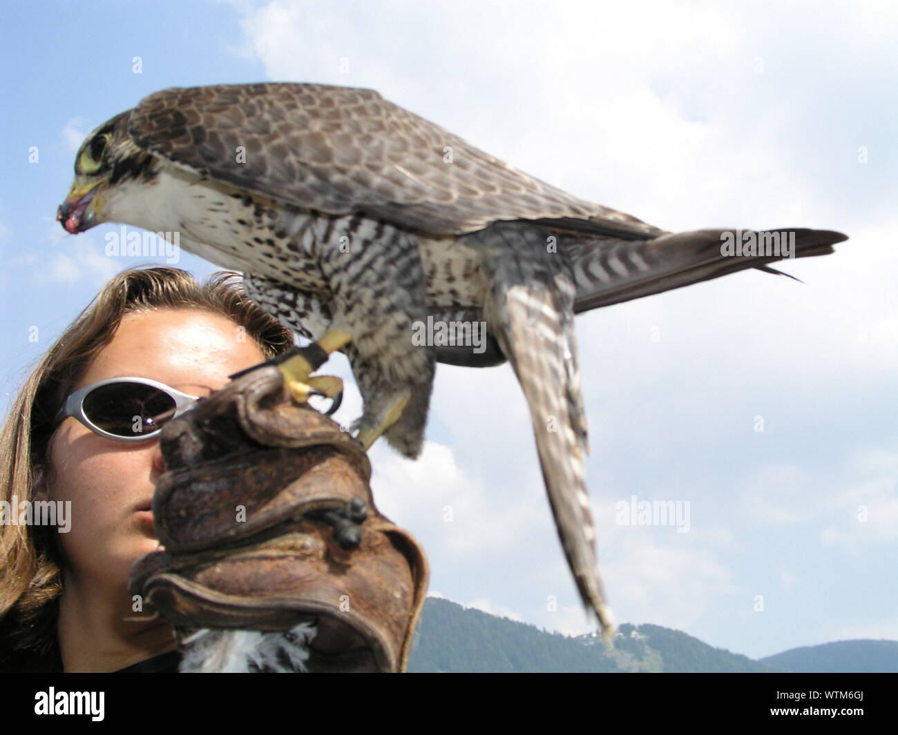 Falconer with hawk hi-res stock photography and images - Alamy