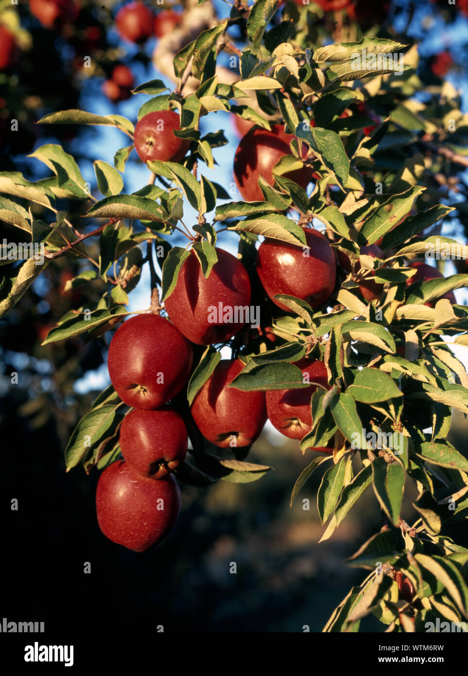 New England apples on the branch Stock Photo - Alamy