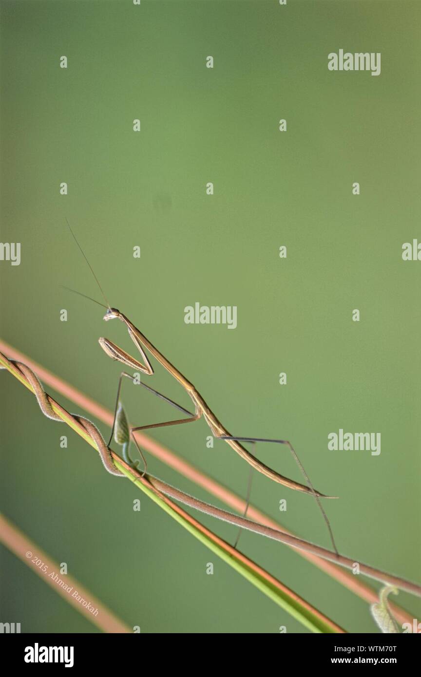 Stick mantis hi-res stock photography and images - Alamy