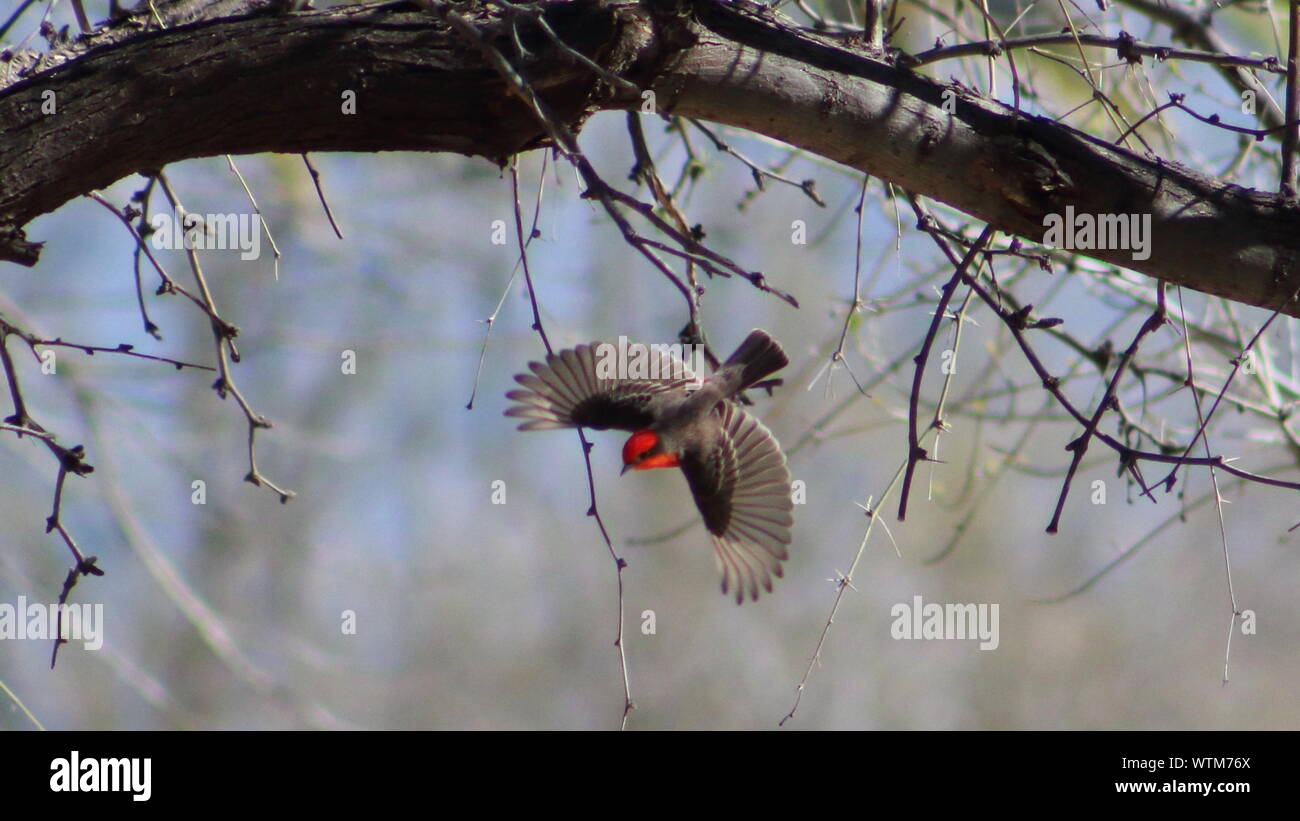 Flying flycatcher hi-res stock photography and images - Alamy