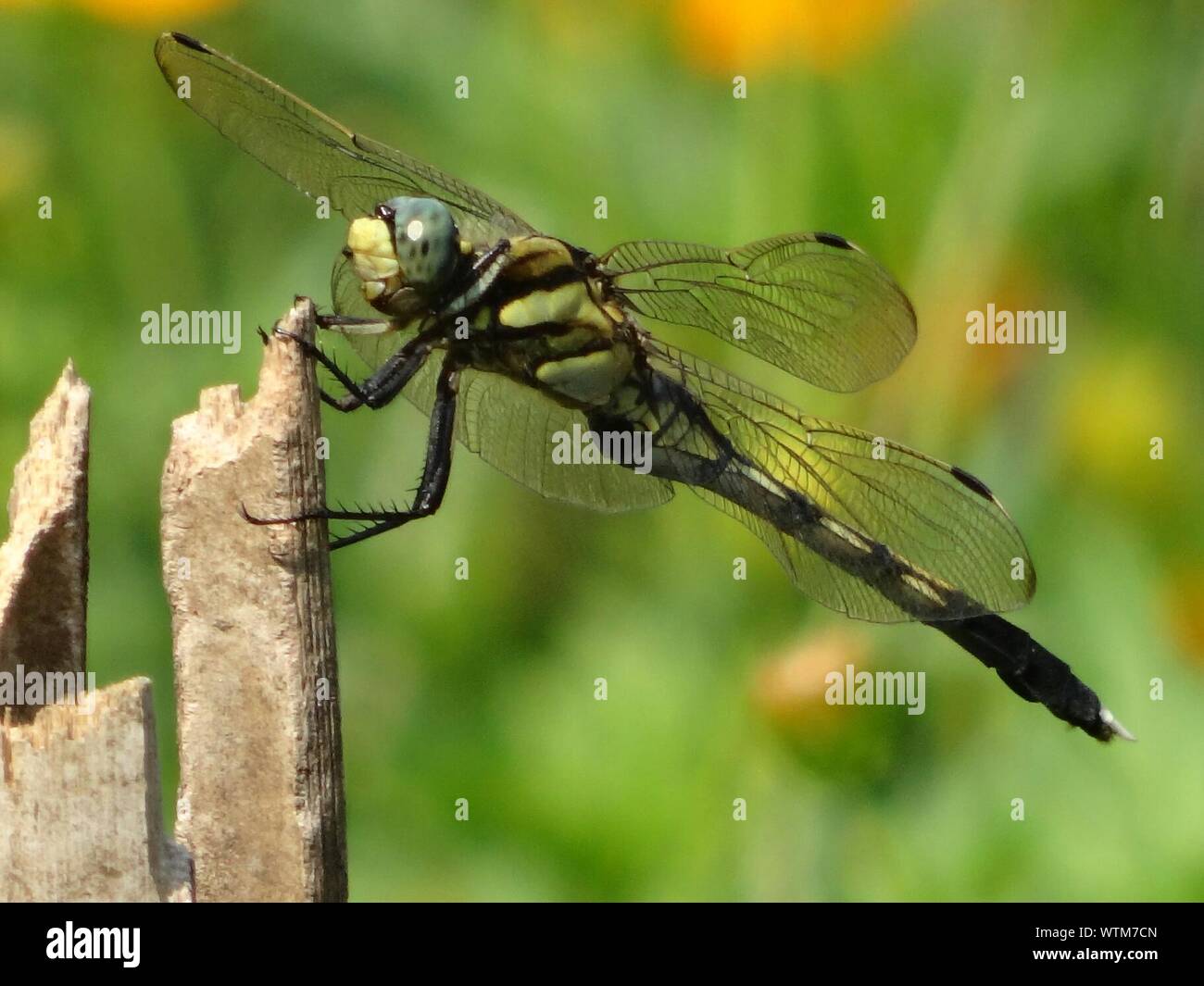 Fly on stick hi-res stock photography and images - Alamy