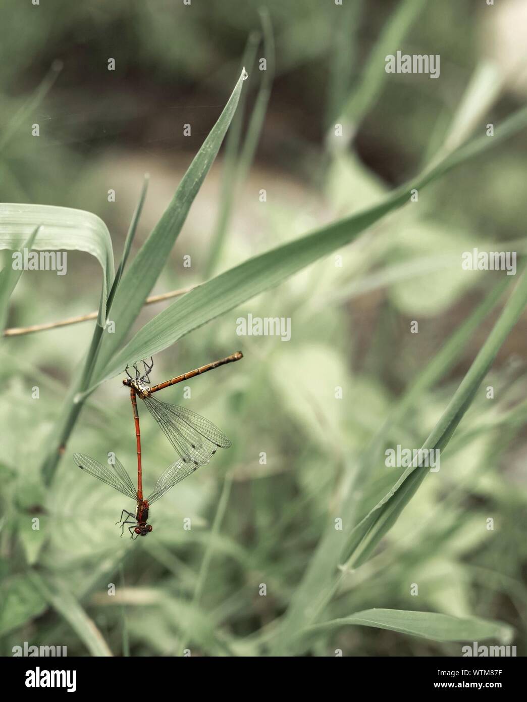 Two dragonflies mating hi-res stock photography and images - Alamy