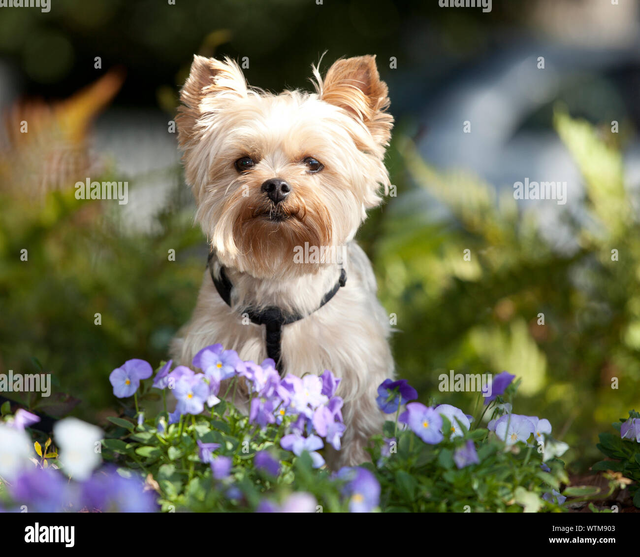 Yorkie outside hi-res stock photography and images - Alamy
