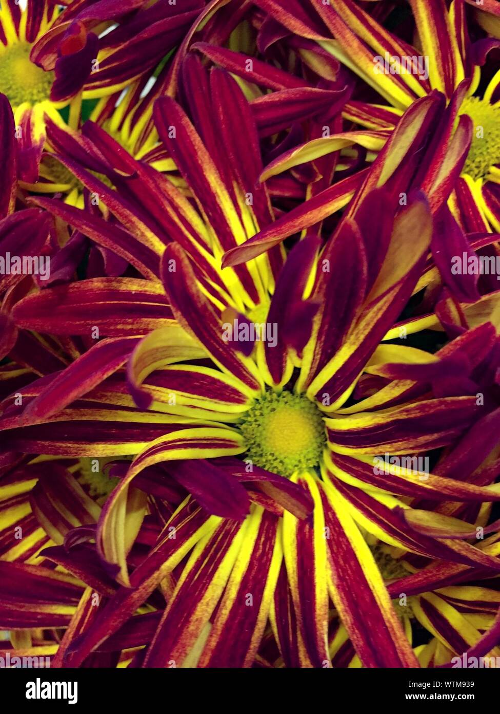 Maroon and yellow flowers hi-res stock photography and images - Alamy