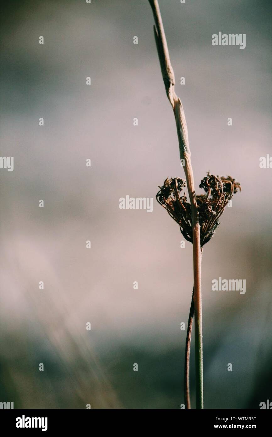 Wilted plant hi-res stock photography and images - Alamy