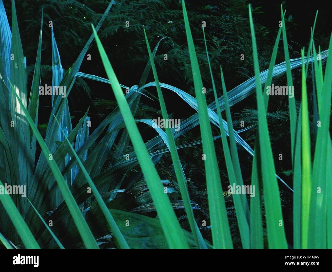 Dark green plant backgrounds hi-res stock photography and images - Alamy