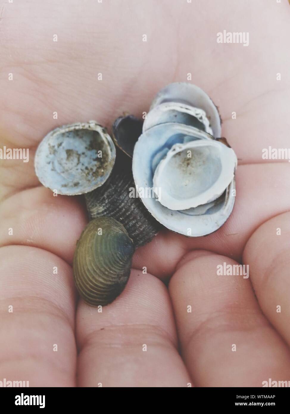 Body shells hi-res stock photography and images - Alamy