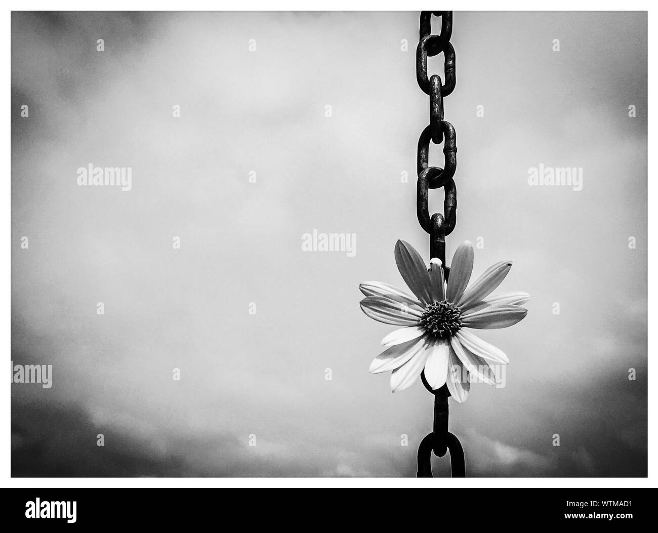 Chain hanging flower hi-res stock photography and images - Alamy