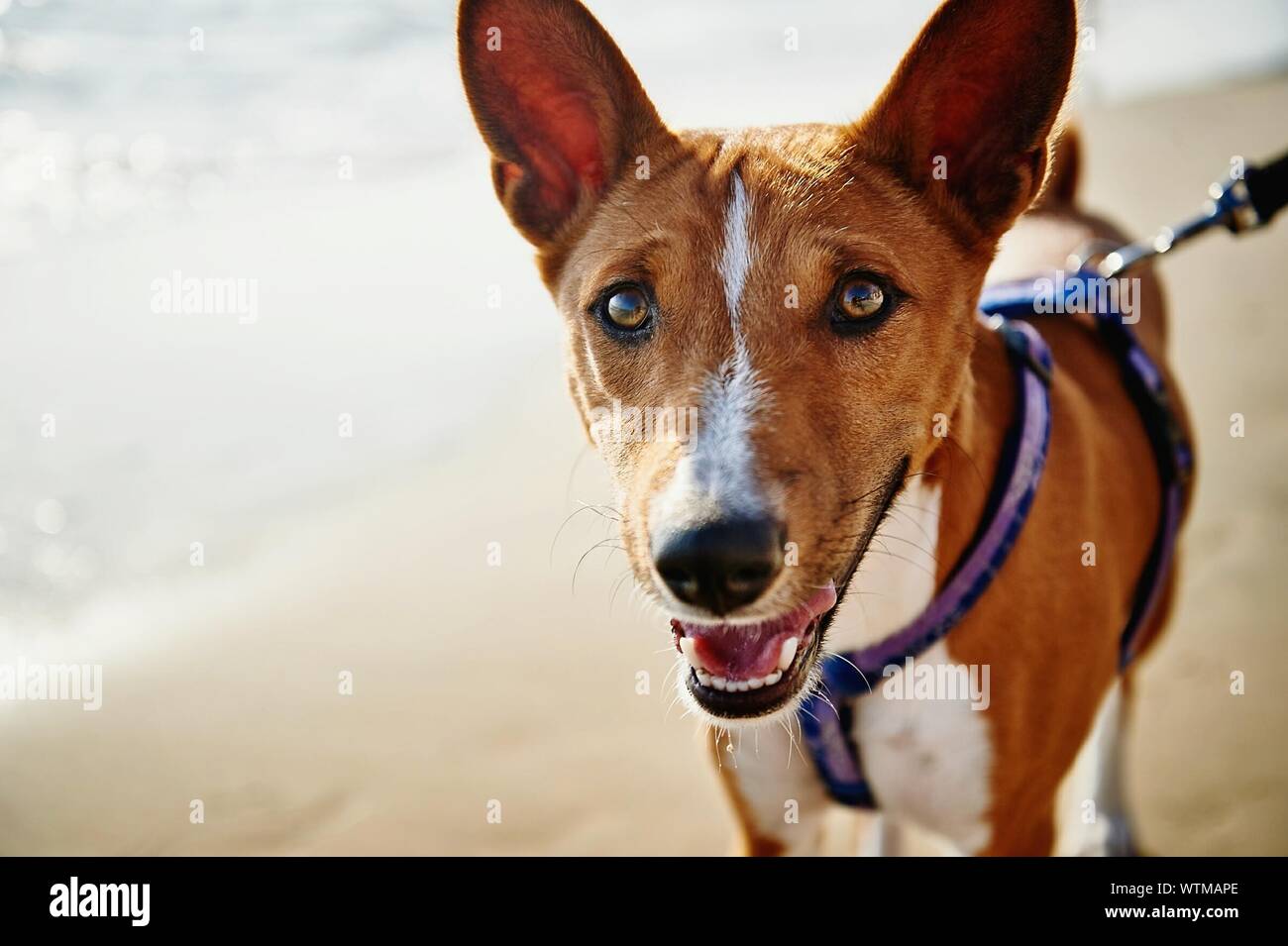 Basenji beach hi-res stock photography and images - Alamy