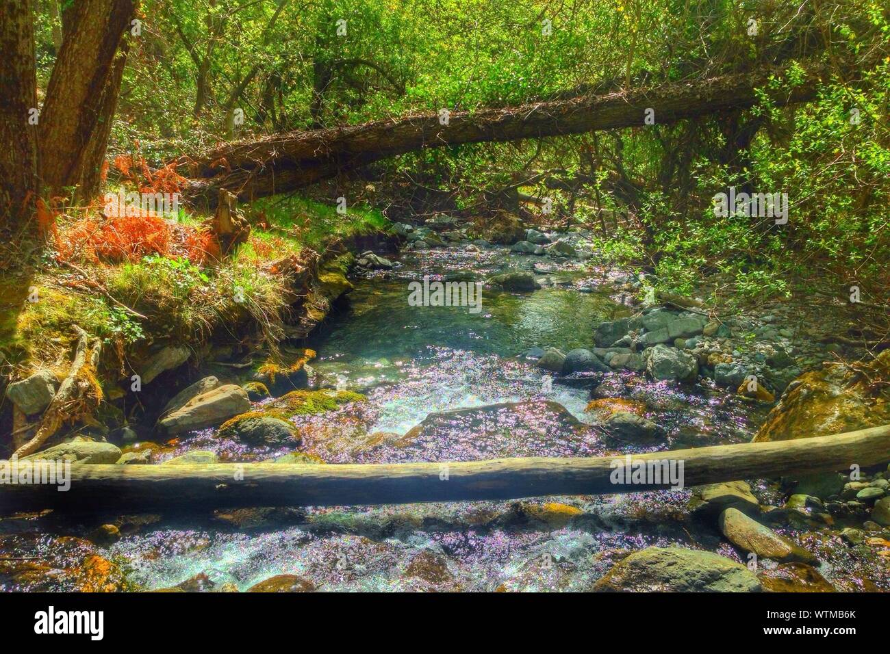 Stream fallen trees hi-res stock photography and images - Alamy