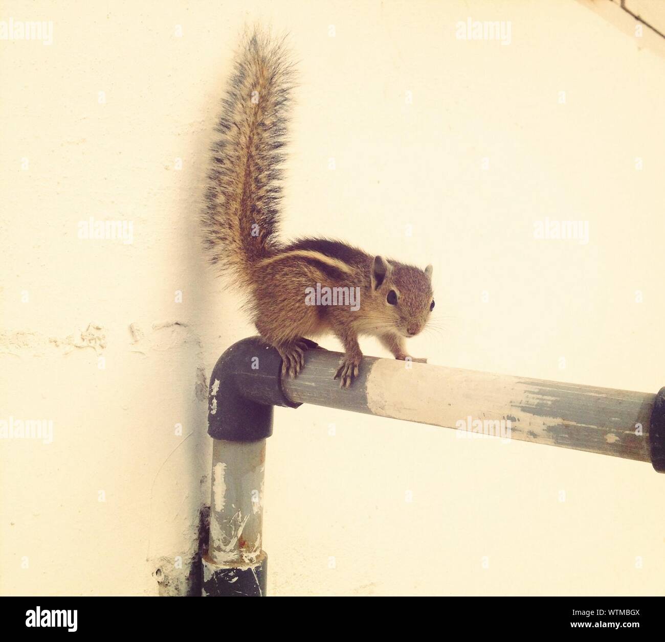 Frightened Squirrel High Resolution Stock Photography and Images - Alamy