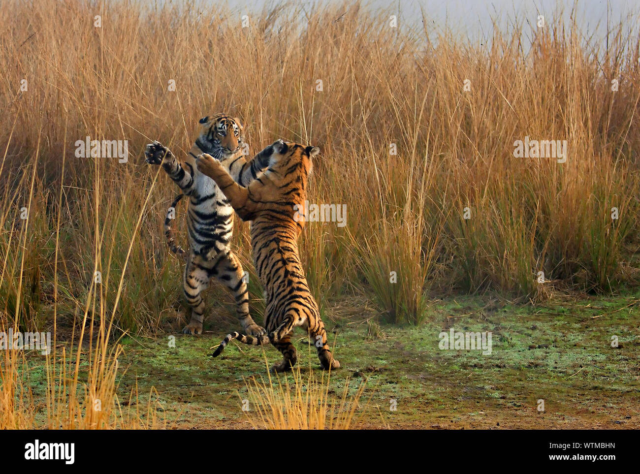 Fighting tigers hi-res stock photography and images - Alamy