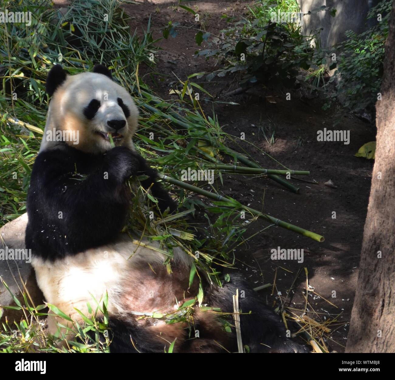 Sitting eating hi-res stock photography and images - Alamy