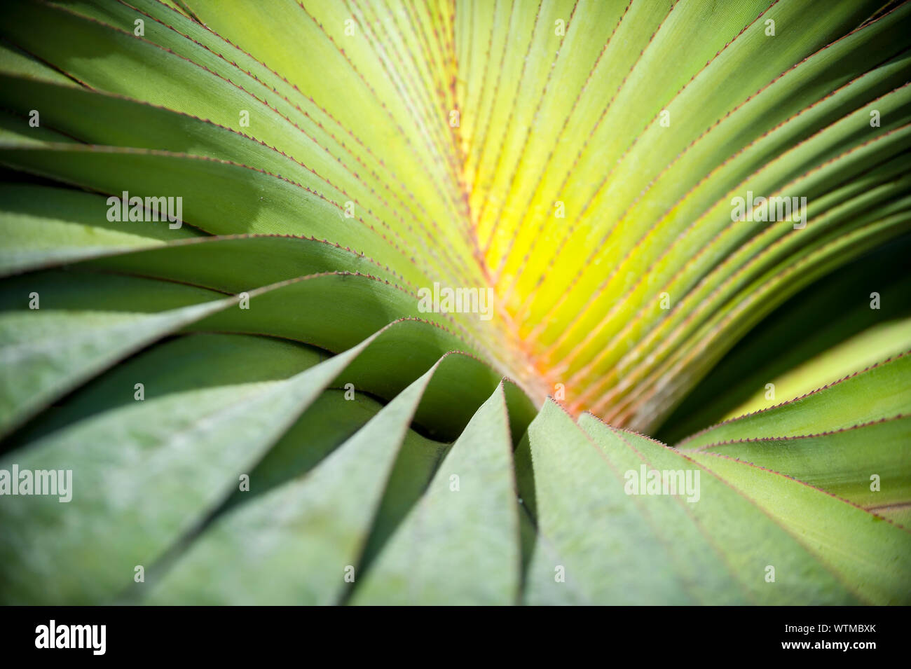 Natural abstract background of the tropical spiral palm fronds of the ...