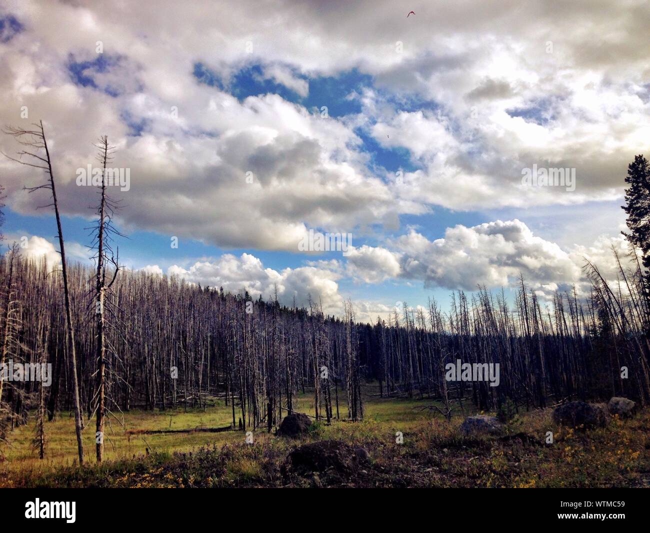 Dead Forest And Cloudscape Stock Photo - Alamy