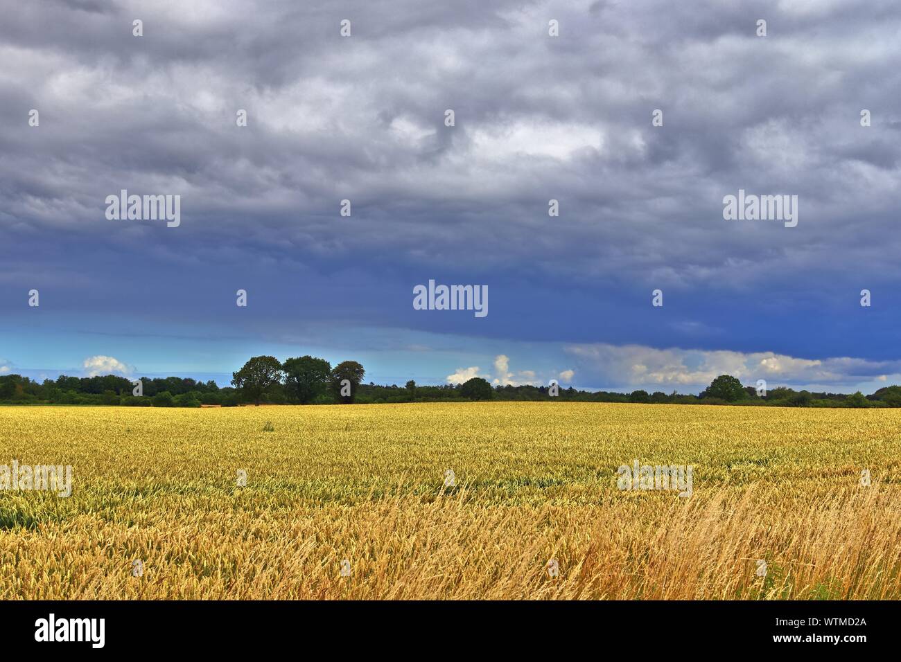 Summer view on agricultural crop and wheat fields ready for harvesting ...