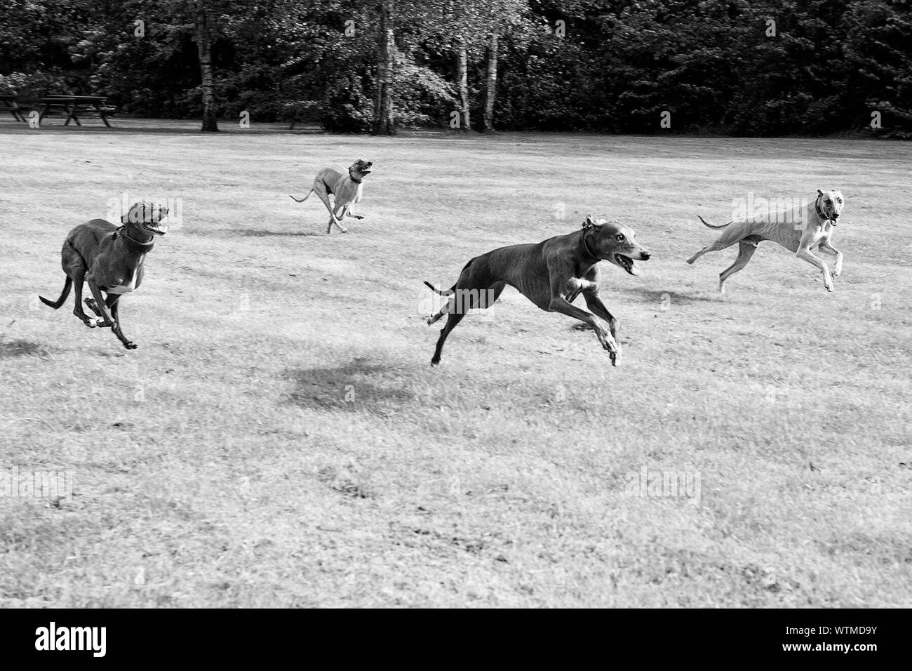 Greyhounds Black and White Stock Photos & Images - Alamy