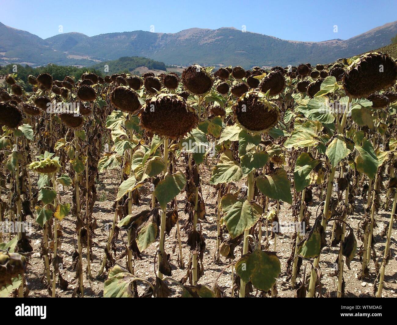 Wilted sunflowers hi-res stock photography and images - Alamy