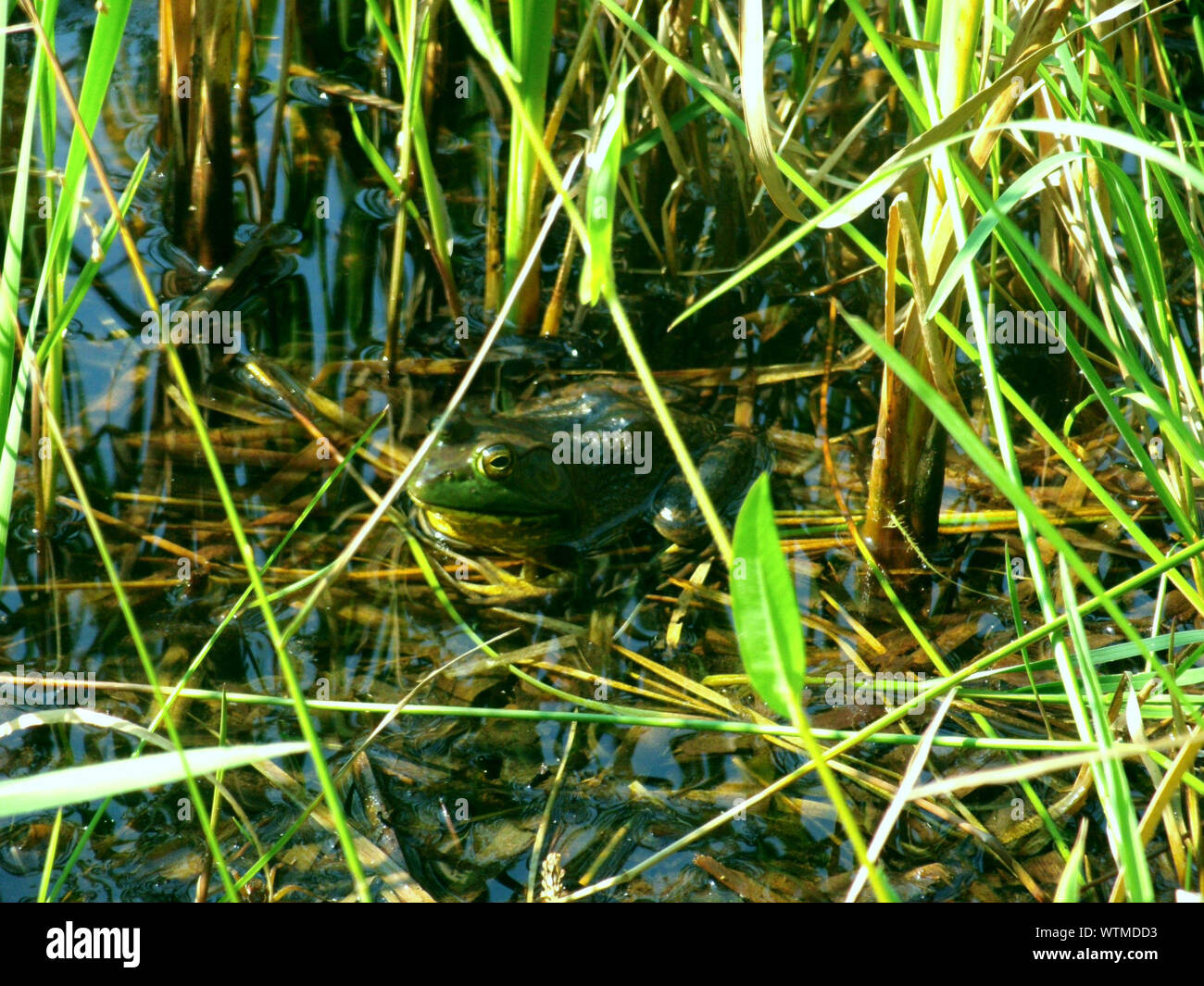 Frog In Swamp High Resolution Stock Photography and Images - Alamy