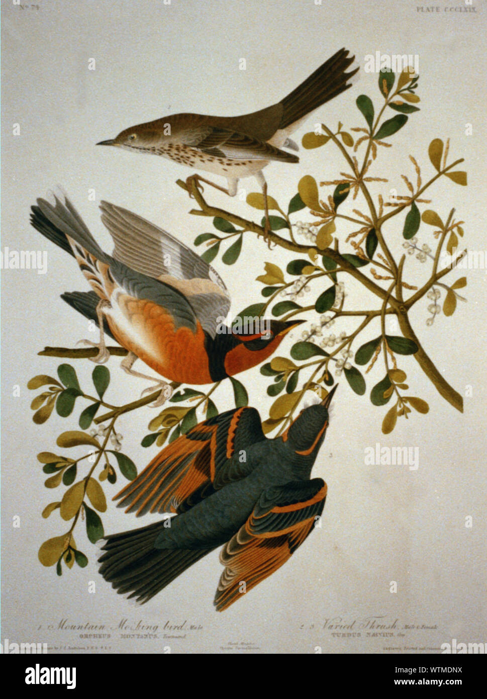 Mocking thrush hi-res stock photography and images - Alamy