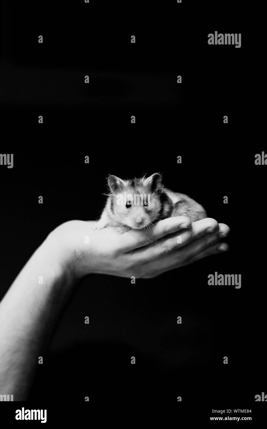 Hand holding hamster hi-res stock photography and images - Alamy