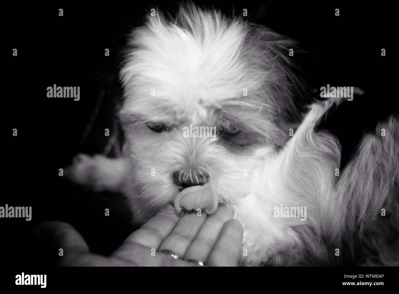 Close Up Young Woman Licking High Resolution Stock Photography and ...