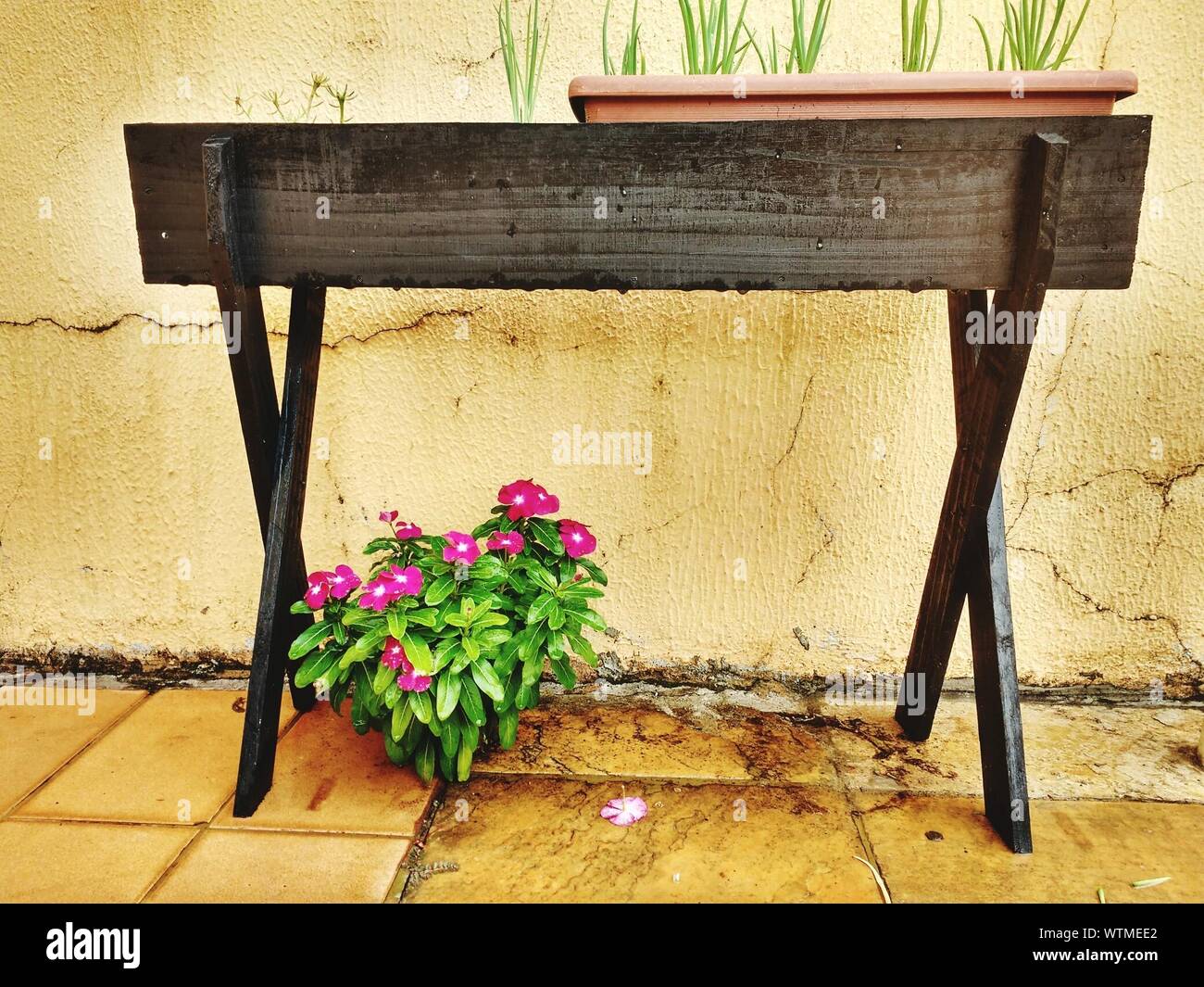 Plants For Structure High Resolution Stock Photography and Images - Alamy