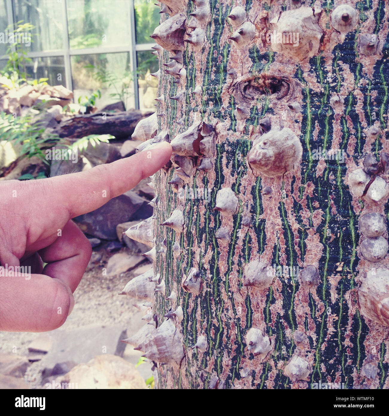 Finger Tree High Resolution Stock Photography and Images - Alamy